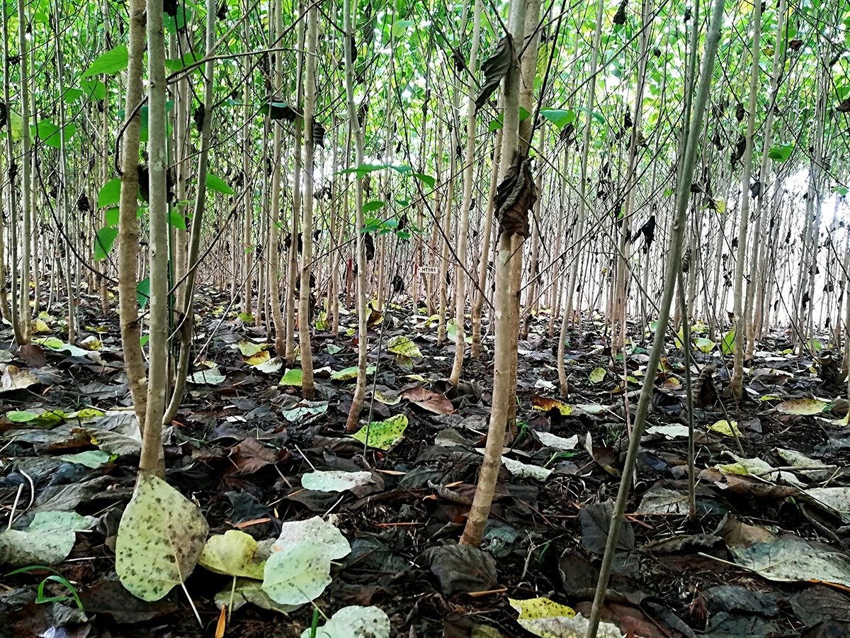 ¿Qué es la dendroenergía? La oportunidad para consolidar una nueva fuente de energía renovable ...