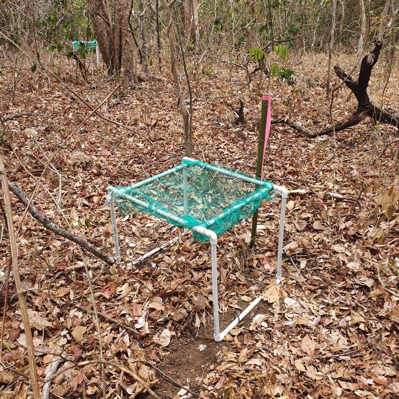 TEC y universidad de Suecia trabajaron en investigación sobre insectos herbívoros del bosque ...