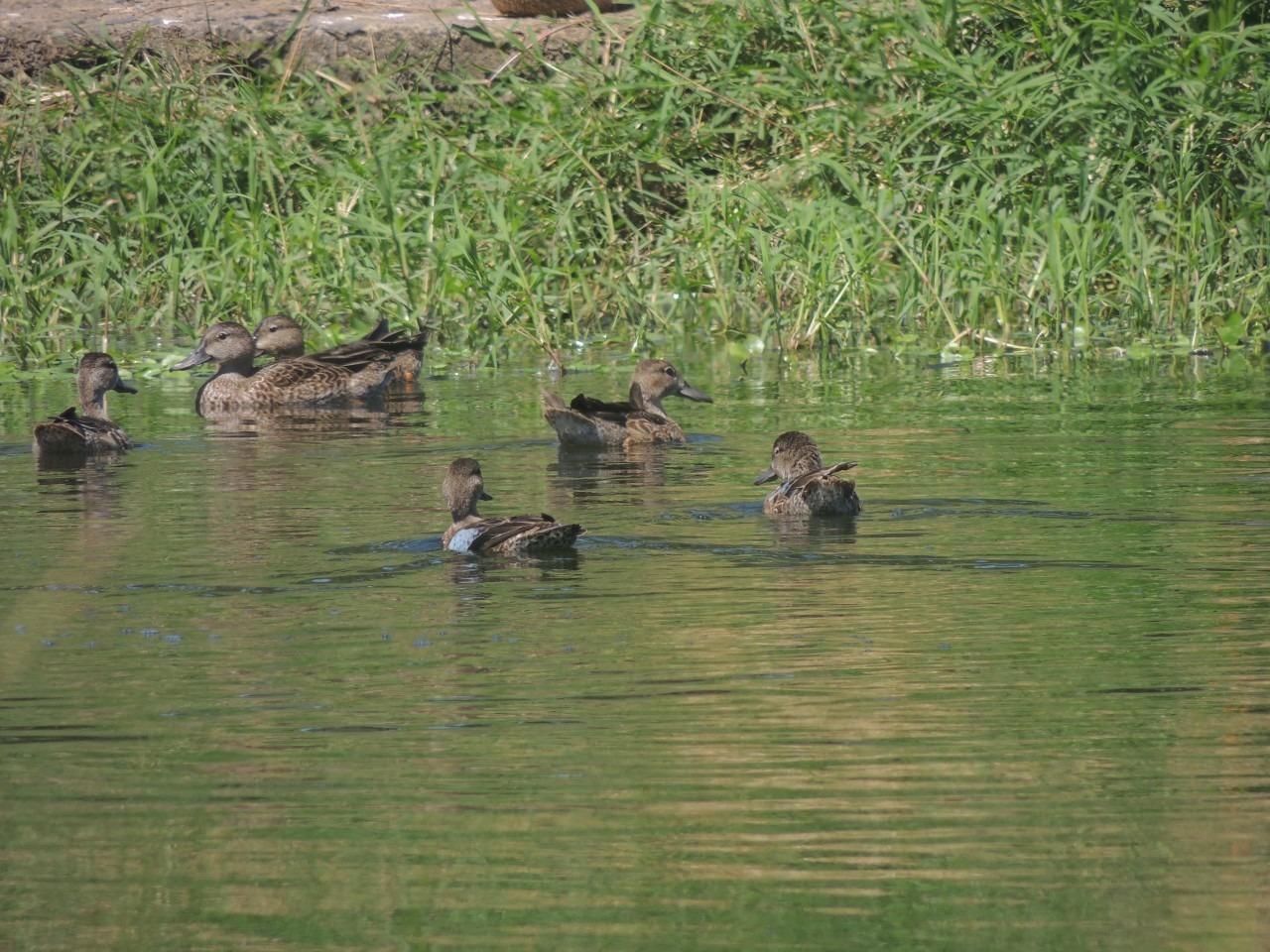 Las aves son el grupo más diverso y numeroso de la fauna que habita en ...
