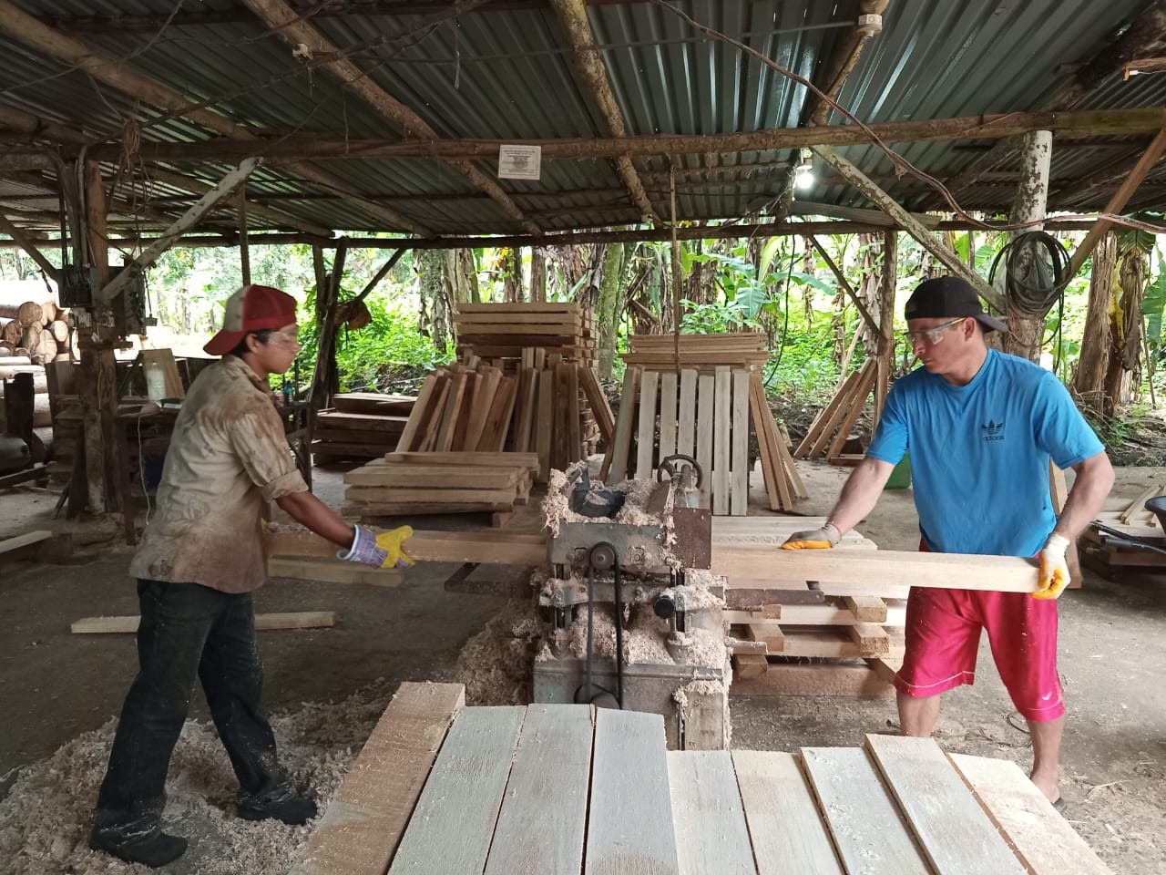 TEC impulsa producción sostenible de balsa en Costa Rica para abastecer ...