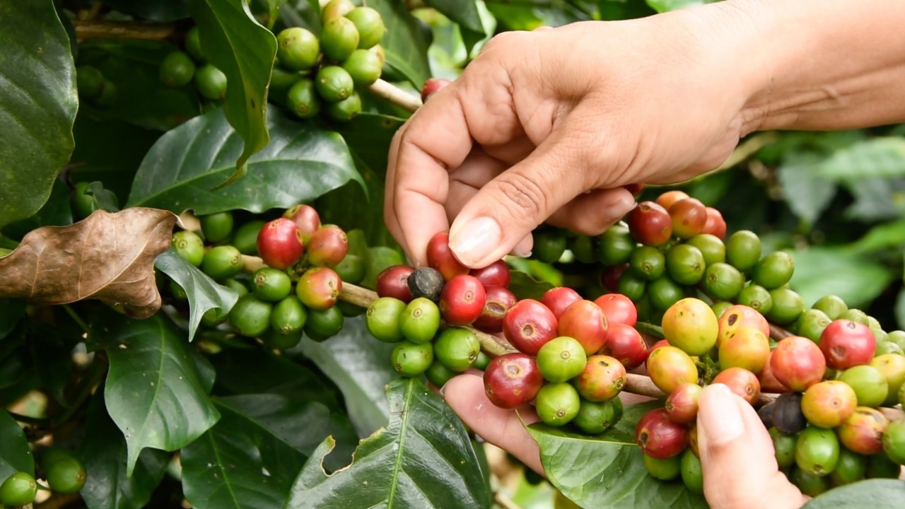 Café tico es el primero de Iberoamérica en tener una etiqueta ambiental ...