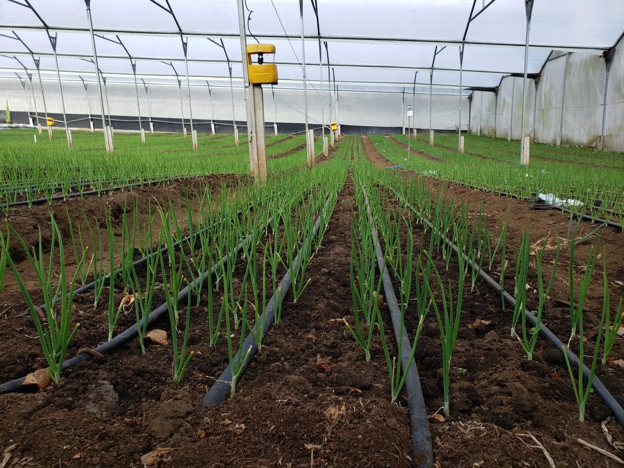 TEC brinda acompañamiento a productor cartaginés para mejoramiento continuo de sus cultivos ...