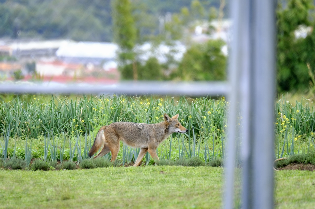 Autoridades recomiendan precaución por coyotes en el Campus | Hoy en el TEC
