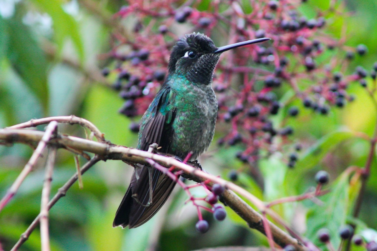 Cambio climático impacta especies de páramo costarricense | Hoy en el TEC