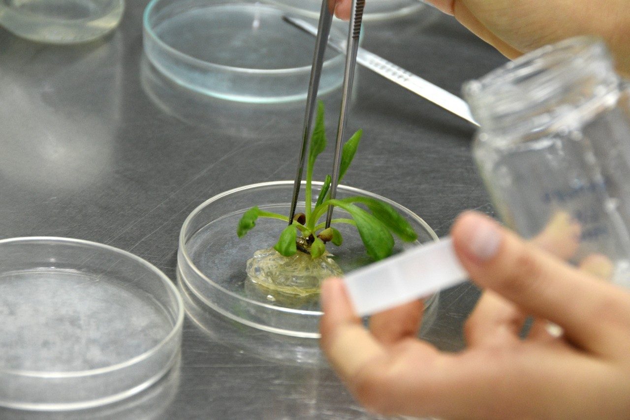 El maravilloso poder de las plantas que enamora a científicos del TEC ...